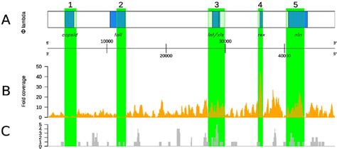 Identification Of An Enterobacteria Phage Lambda Like Phage In The Two