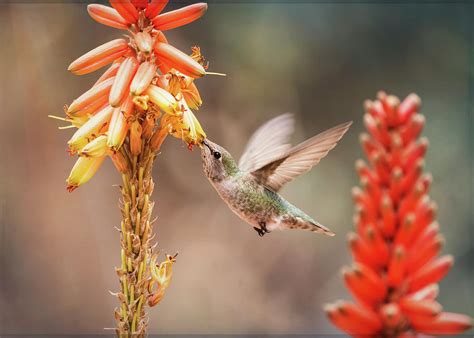 Wings A Flutter Photograph By Saija Lehtonen Fine Art America