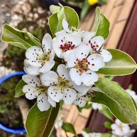 Flowering Pear Tree Images Types Of Ornamental Flowering Pear Trees Fruitless Pear Trees