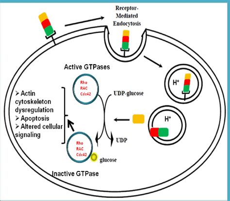 Clostridium Difficile Toxin