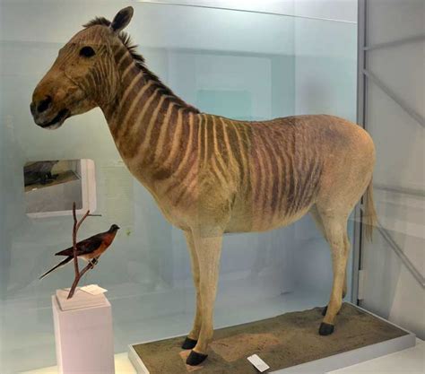 Extinct Breeds Return To Freedom