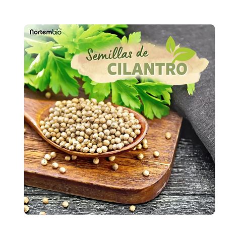 Semillas De Cilantro 200 G Origen 100 Natural Semillas De Coriandro