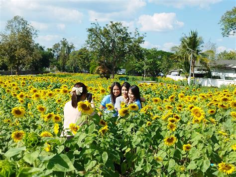 ลานนาโพสต์ ข่าวลำปาง เพื่อคนลำปาง ทั่วโลก ทุ่งดอกทานตะวัน 8 ไร่ของ อบจ ลำปาง บานแล้ว สวยงาม