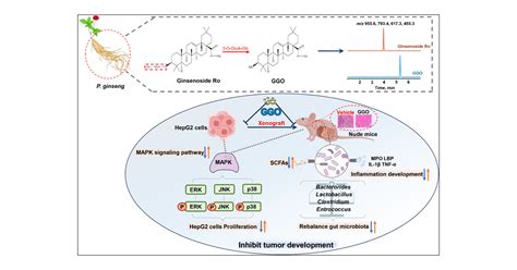 Ginseng Glucosyl Oleanolate From Ginsenoside Ro Exhibited Anti Liver Cancer Activities Via