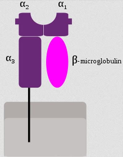 Difference Between Mhc Class I Ii And Iii Proteins