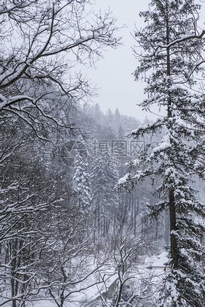 白雪皑的松树雪景高清图片下载 正版图片503045156 摄图网