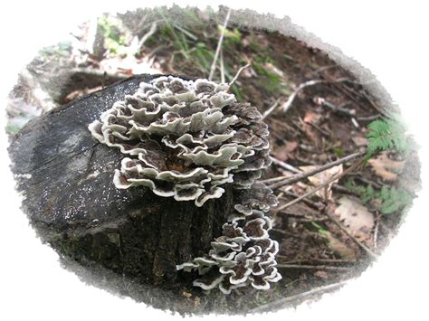 신토불이 식용 버섯의 종류 사진 및 식용법 네이버 블로그