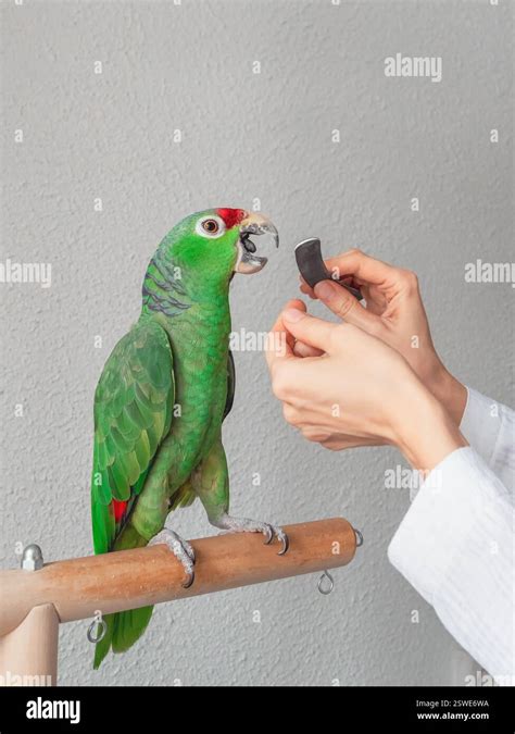 A Veterinarian Sharpens The Beak Of A Large Green Parrot Manicure For A Big Parrot