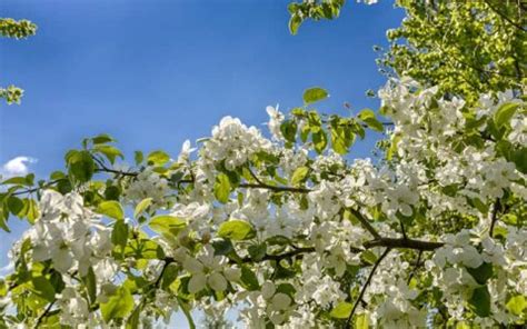 Ornamental Pear Trees In Australia A Complete Growing Guide