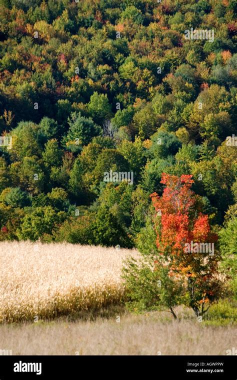 Fall Field And Trees Stock Photo Alamy