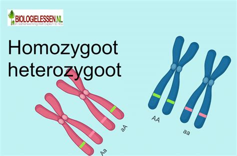 Biologie Homozygote