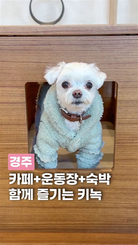 네이버 펫 인플루언서 서동언니🐶 서비스제공 펫프렌들리 애카를 찾는다면 집중 역시 애카에는 미끄럼방지 매트가 없으면 안 되죠 이리온은 콩자갈이 깔려있어 반려견들이