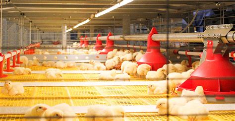 Layer House Lighting Gk Poultry Farm Lighting System A Beacon Of Efficiency In Poultry