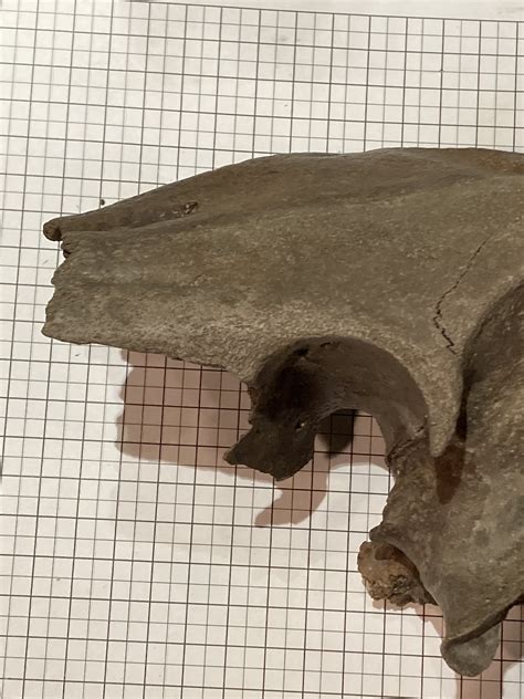 Peccary Or Pig Skull Fossil Id The Fossil Forum