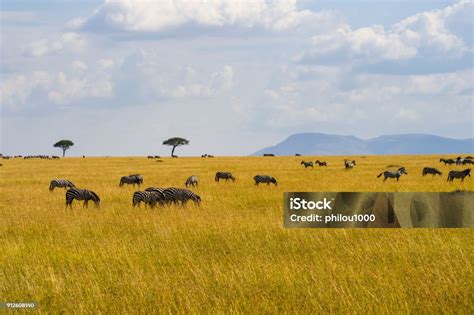 북서부 케냐의 사바나 Maasai 마라의 일반 공원에서 방목 하는 얼룩말의 무리 거리에 대한 스톡 사진 및 기타 이미지 거리 기린 도로 Istock