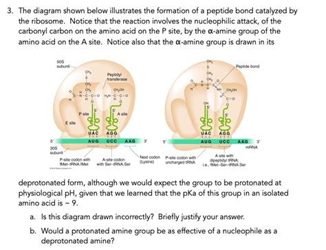 Solved The Diagram Shown Below Illustrates The Formation Of A Peptide