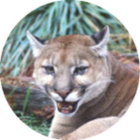 Buying My First Microscope Hardware Microforum