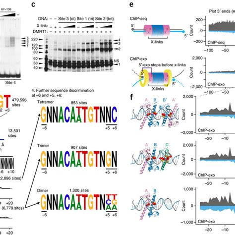 Major Groove Interactions And Use Of Multiple Dna Binding Modes By Dmrt