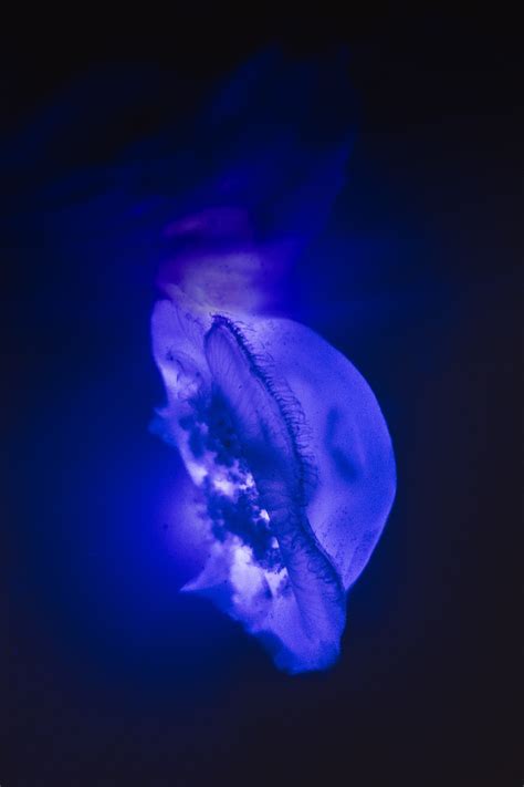 Most Common Jellyfish In Uk And North Atlantic Rebecca Douglas