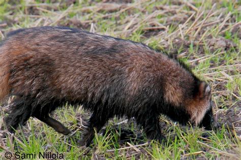 Samin Luontokuvia Nature Photos Supikoira