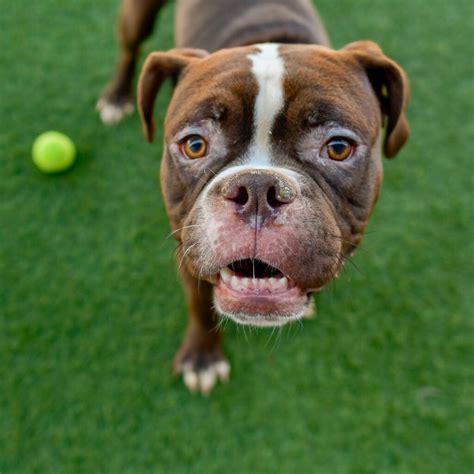 Rufus Jr Ch Boxer Rescue