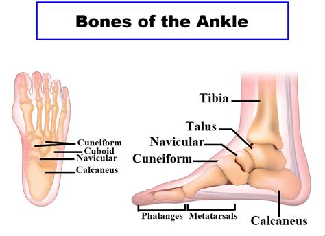 Ankle Bones 101 A Comprehensive Guide Joi Jacksonville Orthopaedic