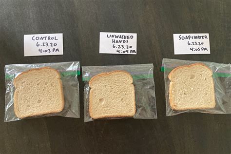 Bread Mold Experiment Data