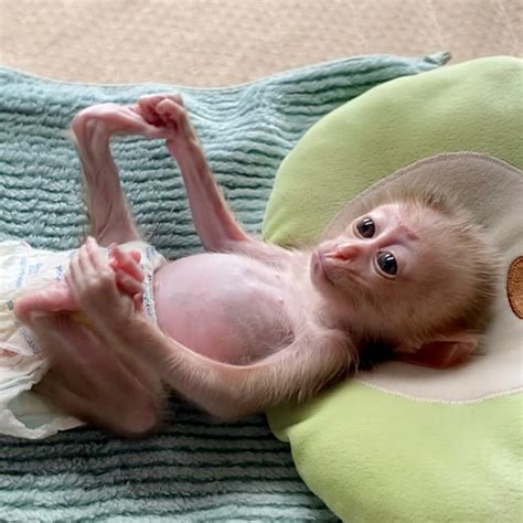 Pigtail Monkey Daily Youtube