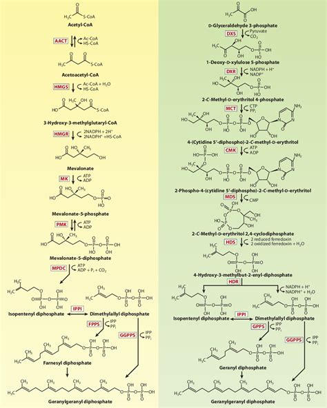 Figure 1 1 From Computational Identification Of Terpene Synthase Genes And Their Evolutionary