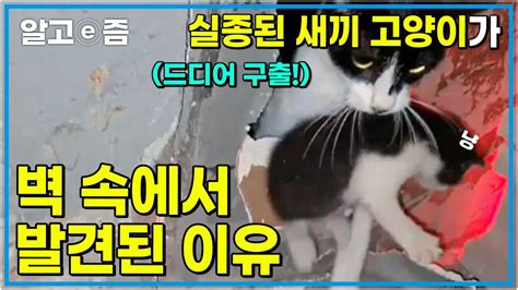 카페 옥상에서 집을 짓고 살던 고양이 가족 갑자기 실종된 새끼 고양이를 찾은 곳은 다름 아닌 벽 속┃고양이를 부탁해┃알고e즘 Youtube