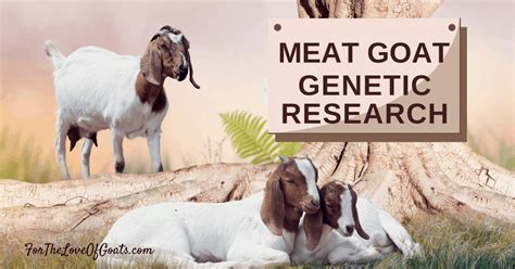 Meat Goat Genetic Research