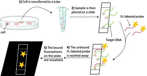 Nucleic Acid Hybridization