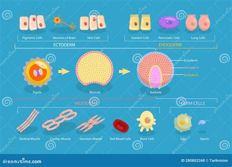 3d Ilustración Conceptual Vectorial Plana Isométrica Del Mesodermo 3d Ilustración Conceptual Vectorial Plana Isométrica Del Mesodermo