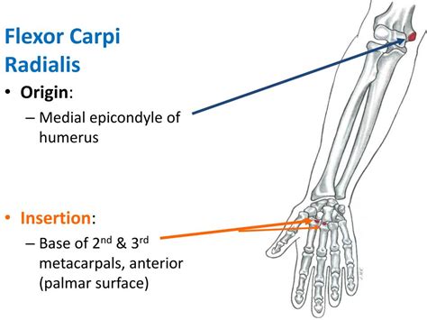 Ppt Muscles Of The Anterior Forearm Powerpoint Presentation Free