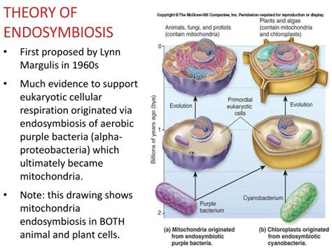 Ppt Evolution Of Metabolism Cellular Respiration Powerpoint