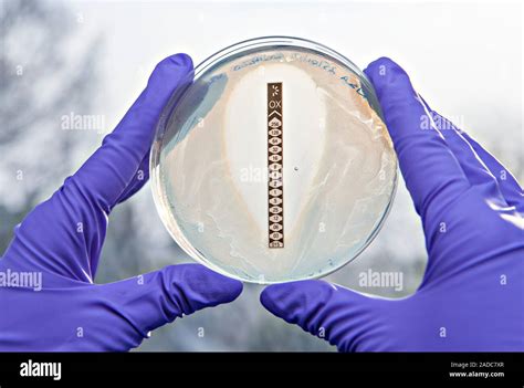 Mrsa Bacterial Antbiotics Resistance Research Close Up Of A