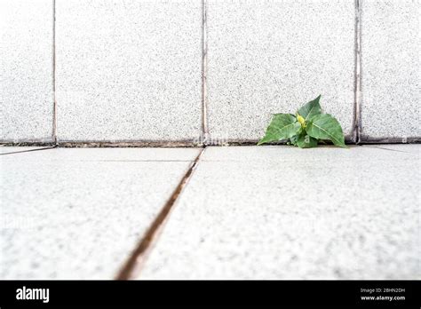 Small Banyan Tree Growing Up From Boundaries Between Floor And Wall Of The Building Stock Photo