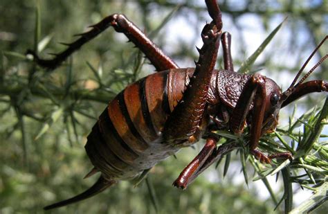 Mahoenui Giant Wētā