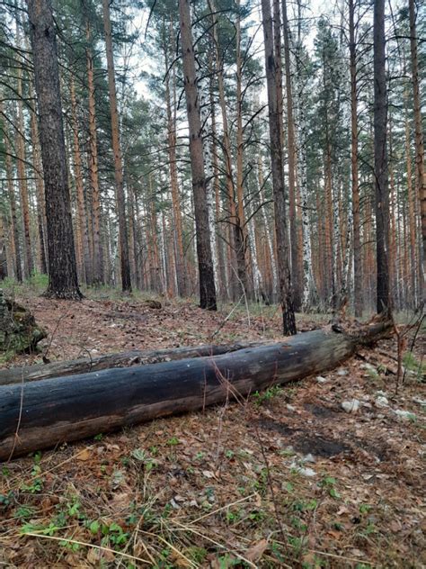 Create Meme Pine Tree Forest Felling Of The Forest Pictures Meme Arsenal Com