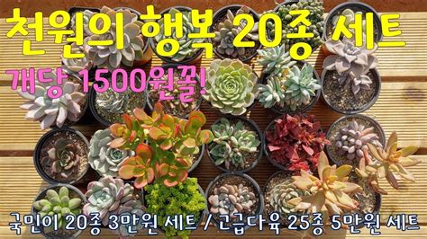 하니다육 천원의 행복 세트 Youtube