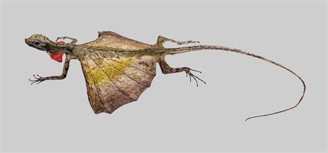 Common Flying Dragon Common Flying Lizard Common Gliding Lizard Common