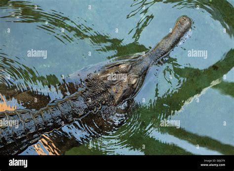 False Gharial Tomistoma Schlegelii Also Known As The Tomistoma At