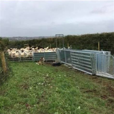 Mobile Sheep Handling System