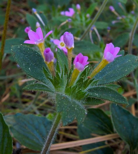 Variable Leaf Collomia Photos Page 1
