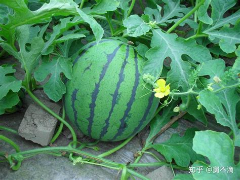 西瓜怎么种植方法如下 知乎