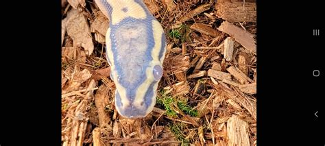 Swollen Eye Suspect Blocked Lacrimal Duct Ball Pythons MorphMarket Reptile Community