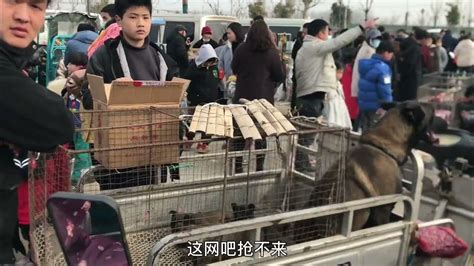 热闹的狗市挤满了人，卖各种宠物的都在这里，这里会有你喜欢的吗 Youtube