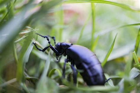 10 Common Little Black Bugs In Arizona 2023 Guide The Gardening Dad