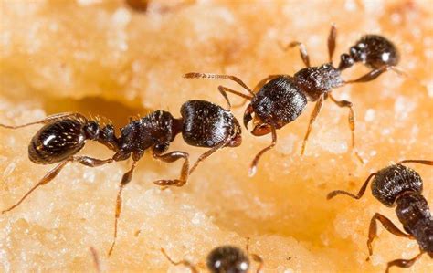 Pavement Ant Facts And Identification With Pictures