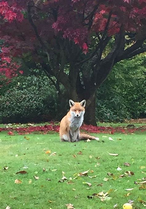 т X Шшщш ш A Fox лисичка Fandoms фэндомы картинки